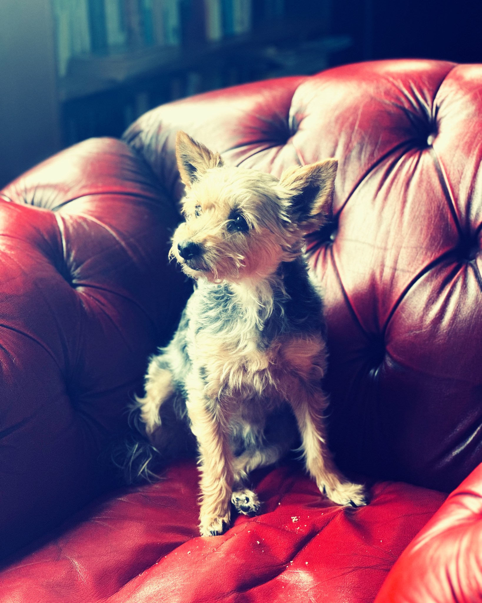 Furry Friends – The Steamboat Tavern
